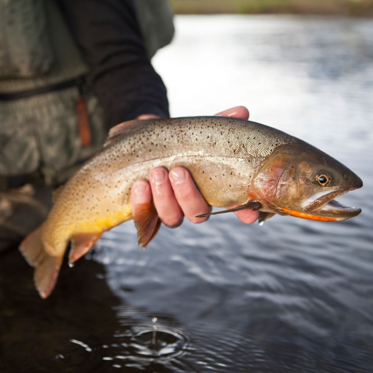 Top Fly Rod Fishing Combos and Best Buyer’s Guide - Call of the Big Bear