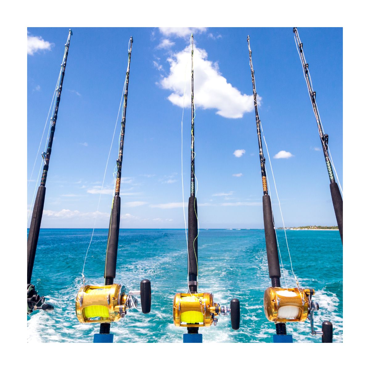 Shark Fishing 101: What is the Best Bait & Tackle? - Call of the Big Bear