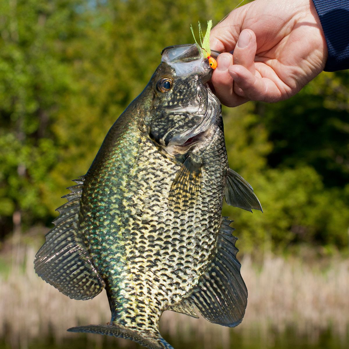 The Best Soft Plastic Jig Colors For Crappie Fishing - Call of the Big Bear